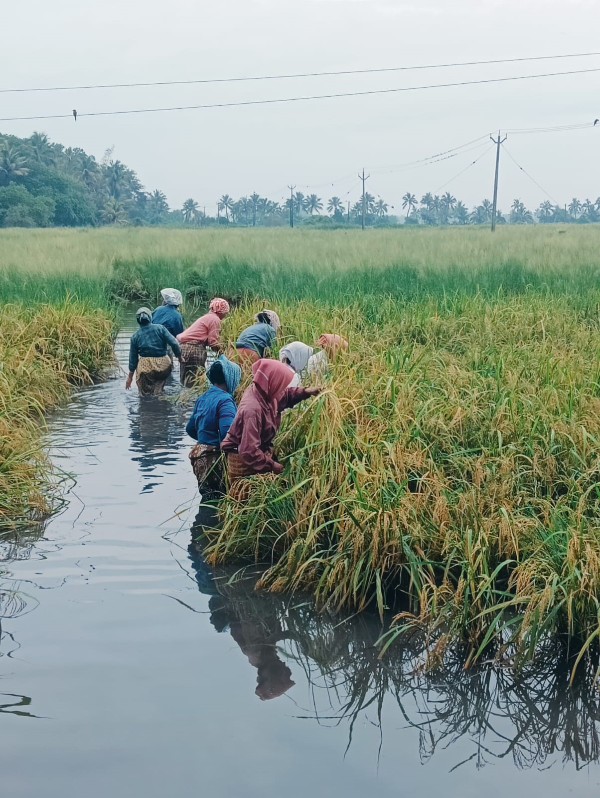 About Pokkali – PLDA Kerala